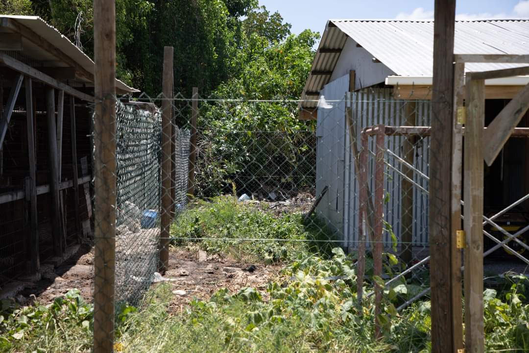 Dry Litter Piggery Demo Site – Pacific Waste Plus